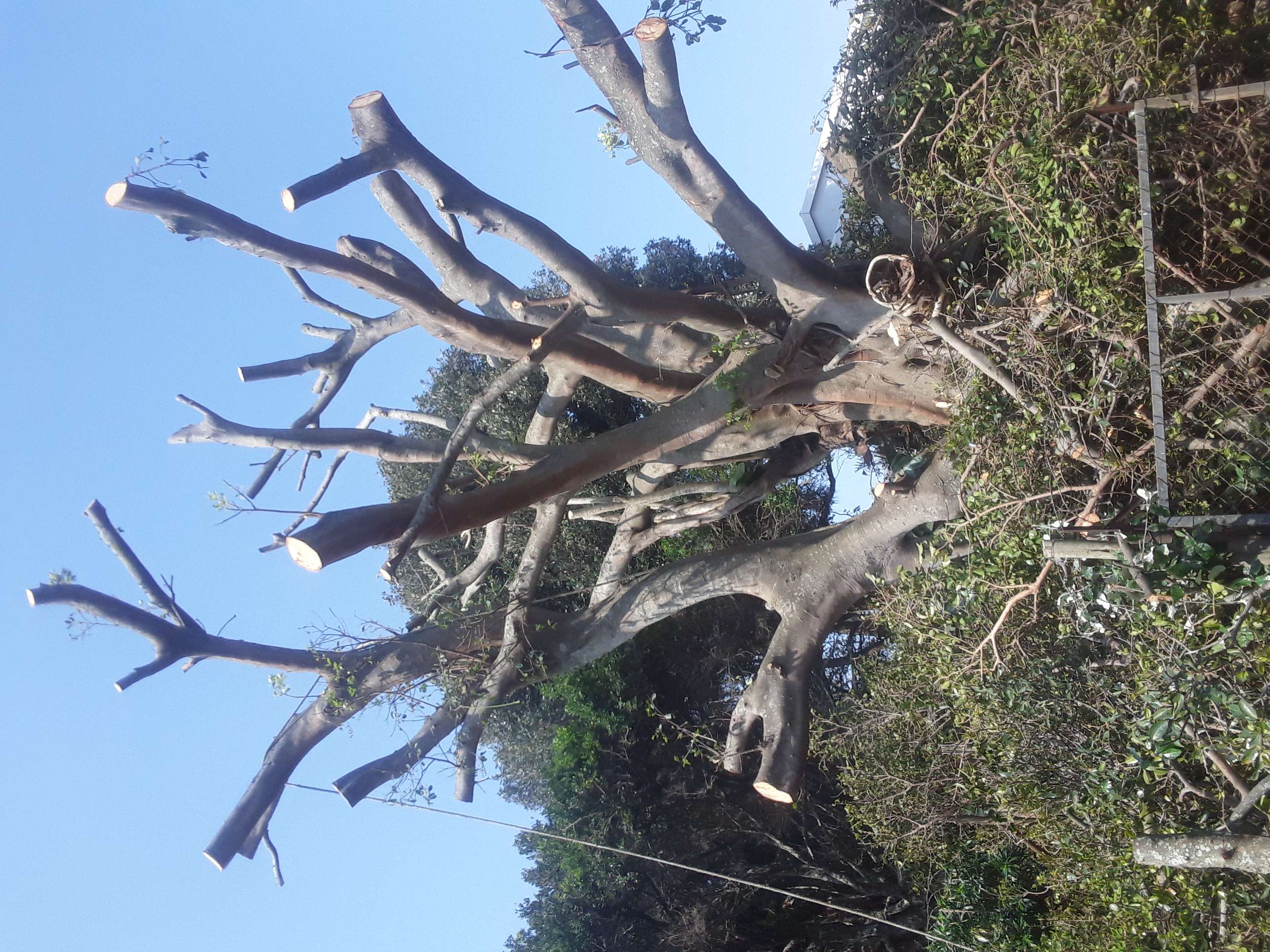 MAX TREE FELLING in Margate